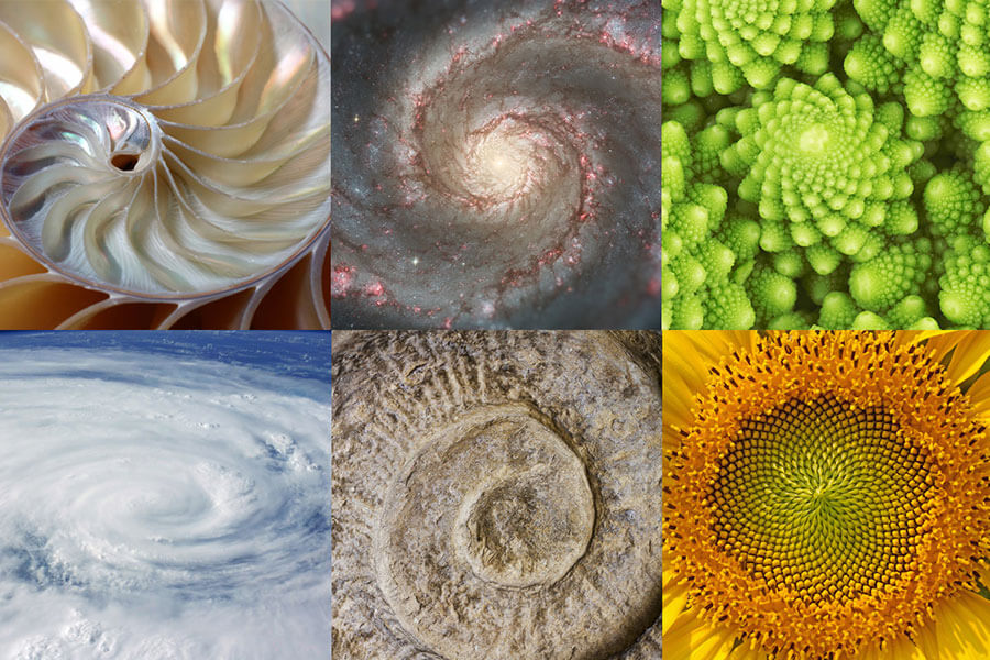 What Is The Golden Ratio & How Can It Help Your Art? - Haydn Symons